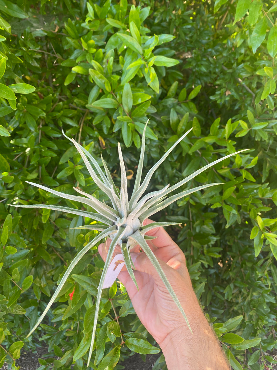 Tillandsia Oh My (Tillandsia Gorgon x Tillandsia ehlersiana) – Cuffel Farms