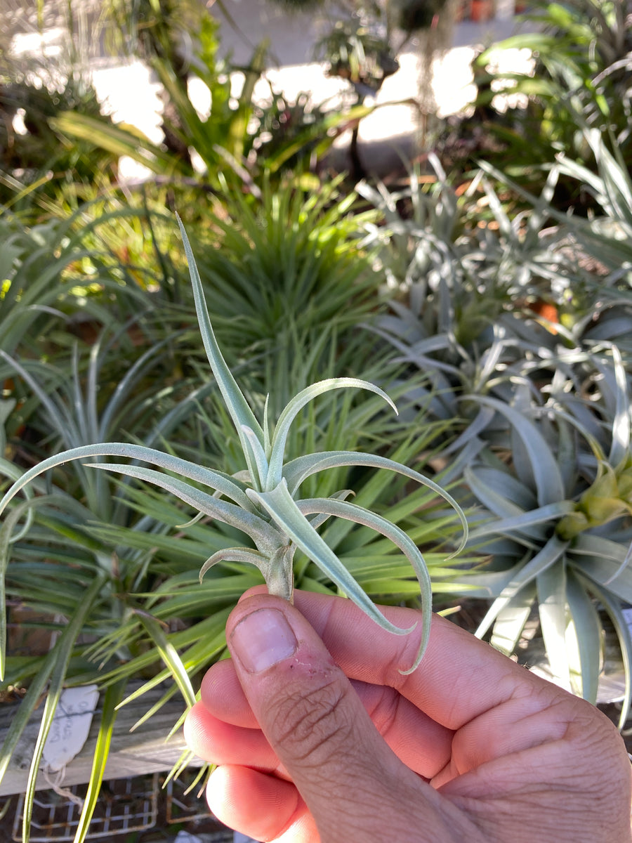 Tillandsia paleacea ssp apurimacensis – Cuffel Farms