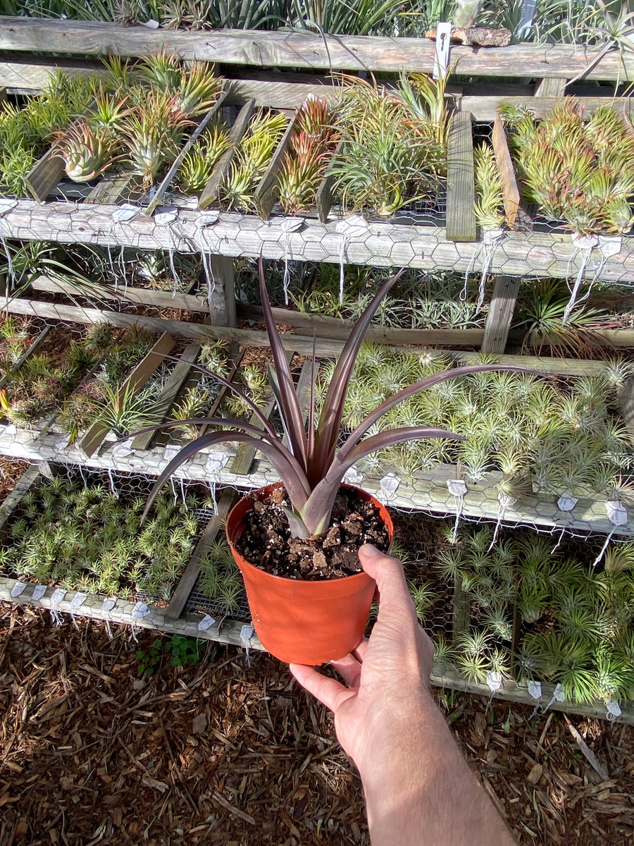 Tillandsia flabellata v flabellata (Red, giant form) – Cuffel Farms