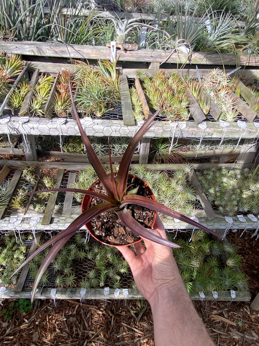 Tillandsia flabellata v flabellata (Red, giant form) – Cuffel Farms