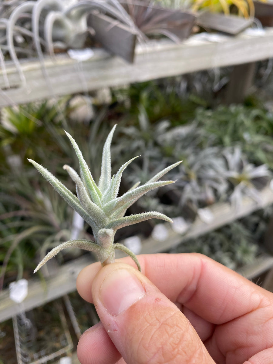 Tillandsia paleacea enano – Cuffel Farms