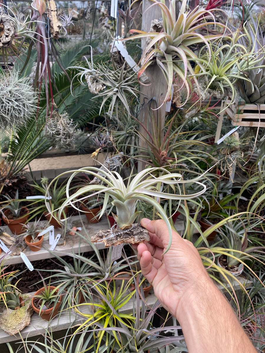 Tillandsia Crowning Glory (Tillandsia xerographica x Tillandsia exsert ...