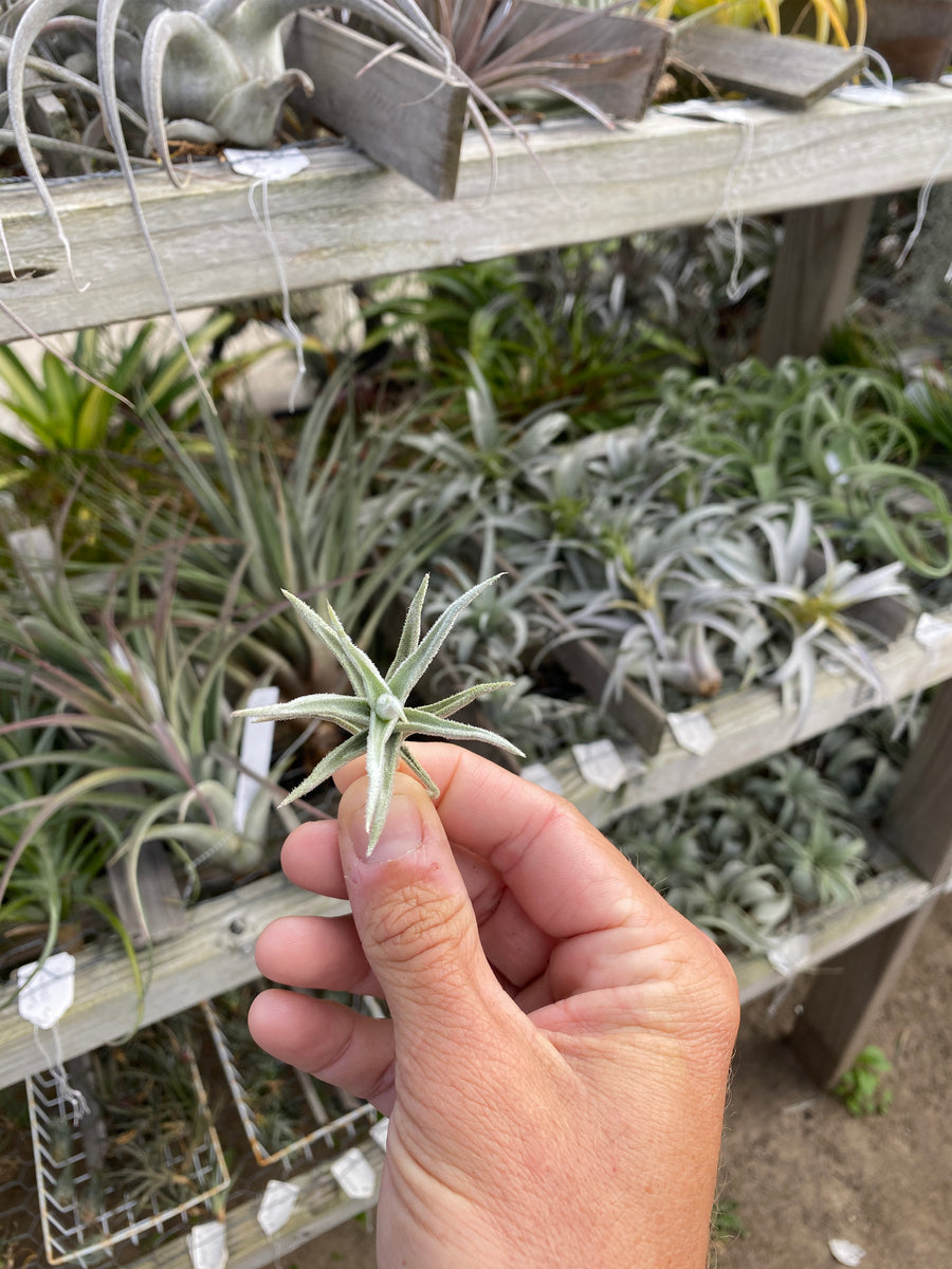 Tillandsia paleacea enano – Cuffel Farms