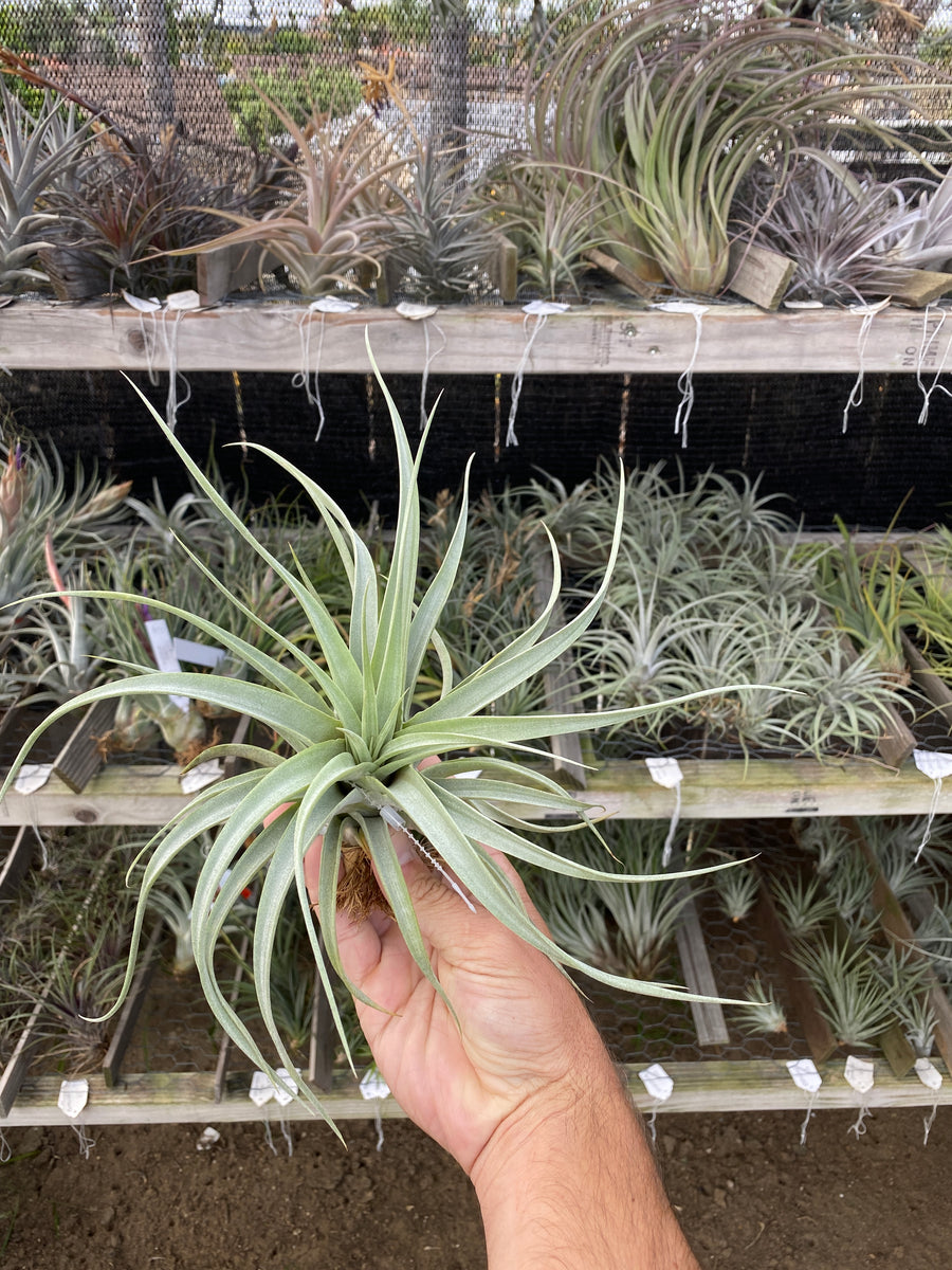 Tillandsia Peachy Keen (Tillandsia concolor x Tillandsia capitata Peac ...