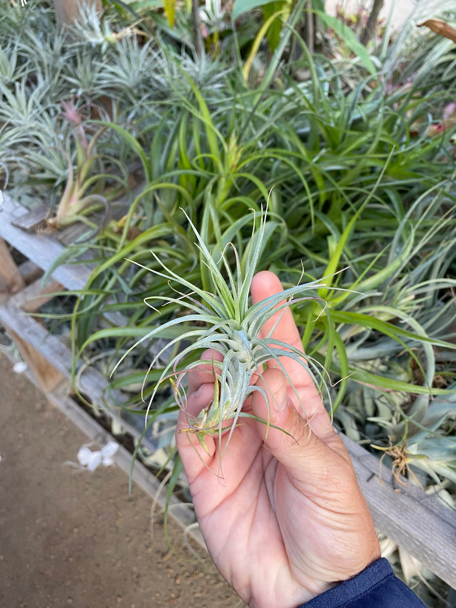 Tillandsia Feather Ware (albida x funkiana) – Cuffel Farms