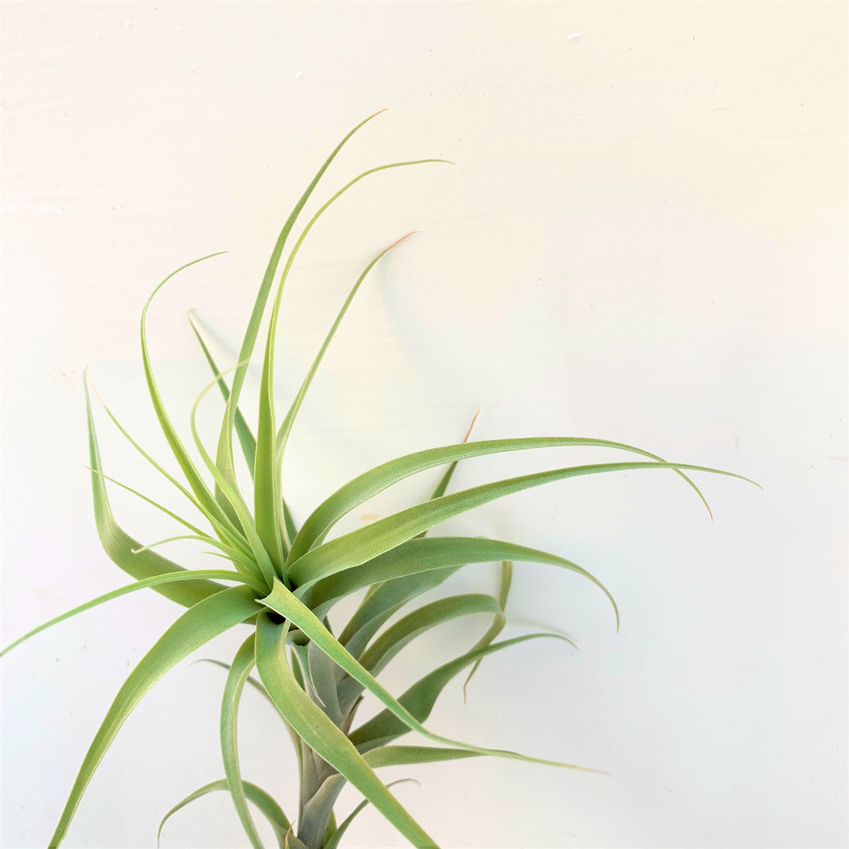 Tillandsia latifolia caulescent form – Cuffel Farms