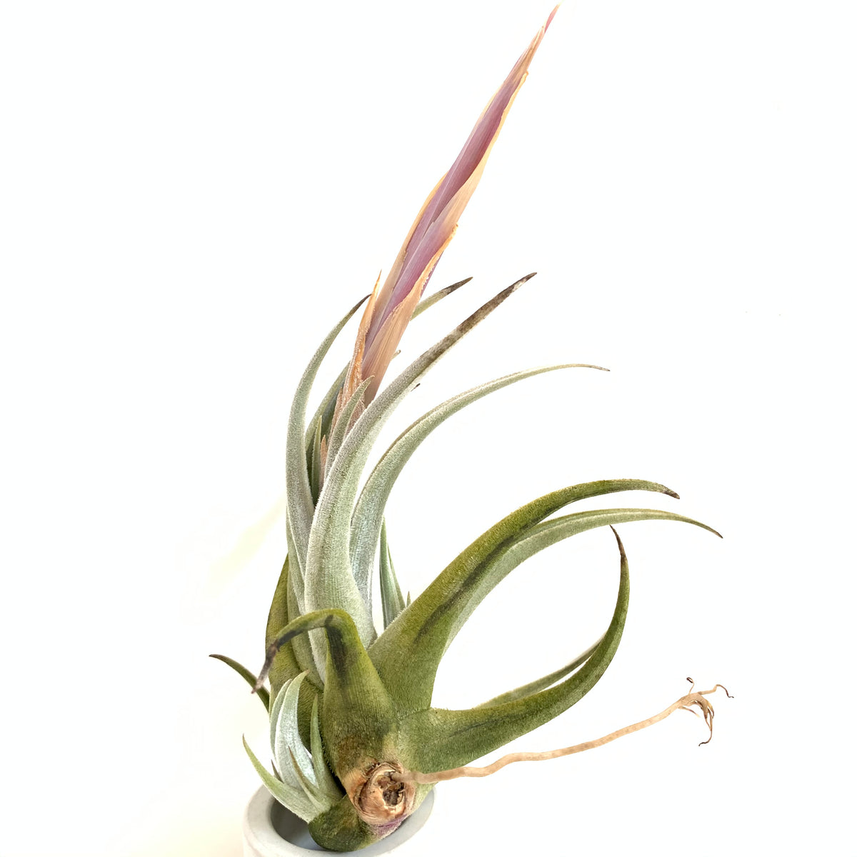 Tillandsia xiphioides – Cuffel Farms