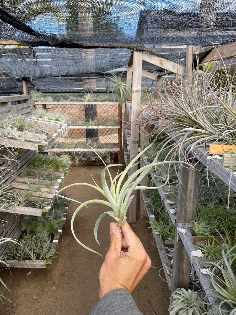 Tillandsia Tropical Fire (Tillandsia Tropiflora x Tillandsia Fire Oran ...