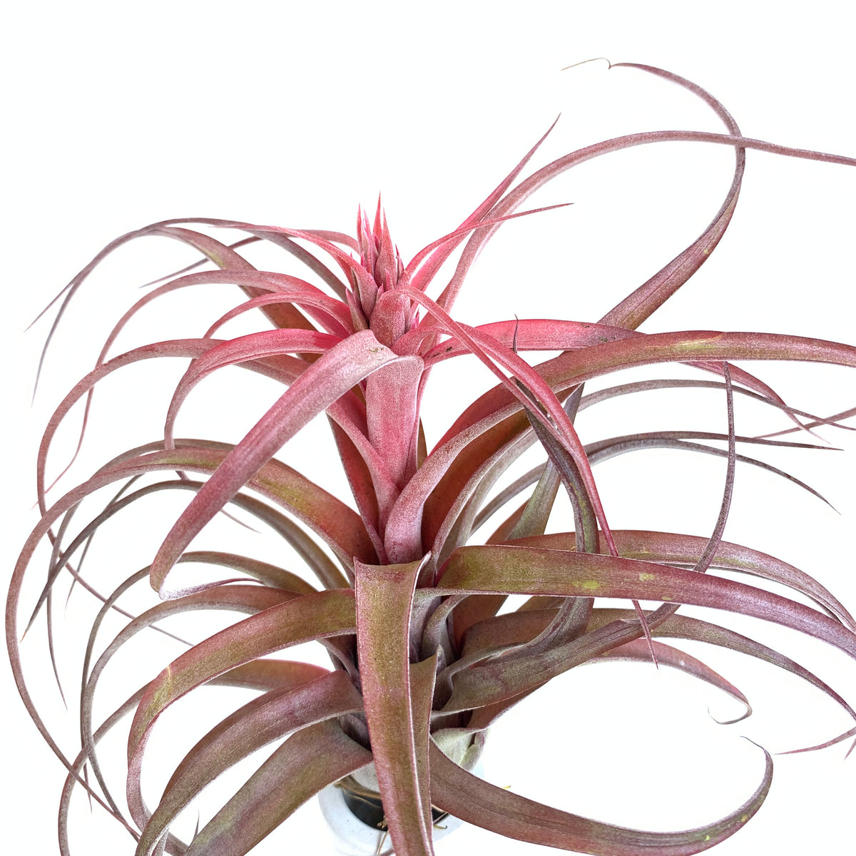 Tillandsia capitata Rubra (formerly sold as Eric Knobloch Red Form ...
