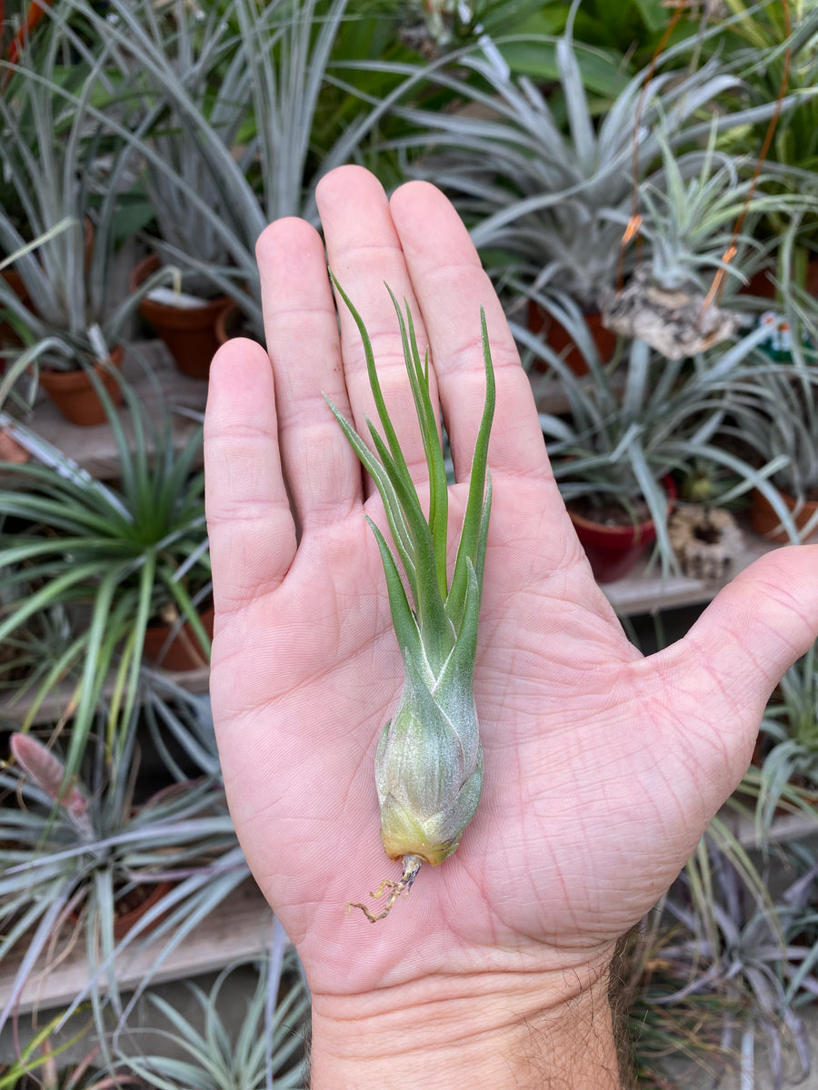 Tillandsia bulbosa Belize x vanhyningii – Cuffel Farms