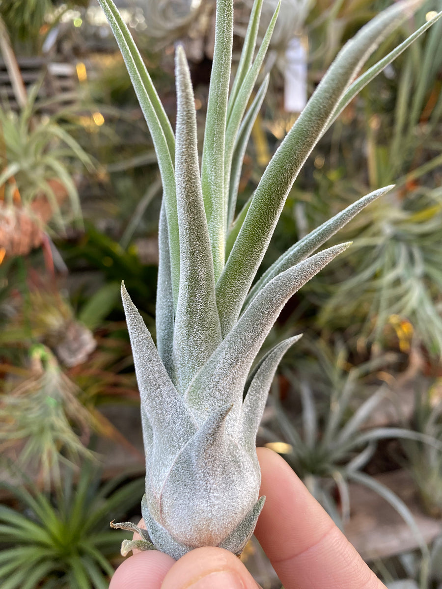Tillandsia Sitting Pretty (Tillandsia streptophylla x Tillandsia pauci ...