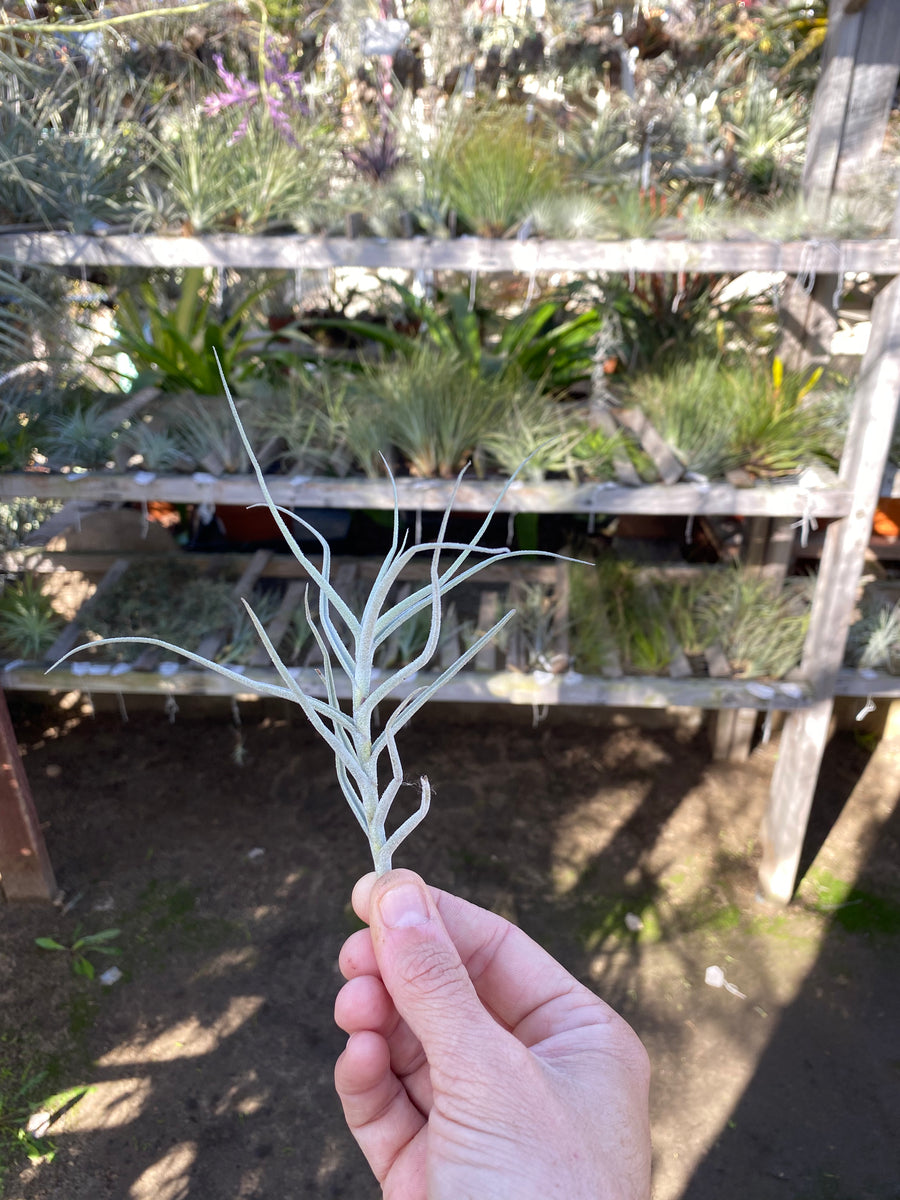Tillandsia paleacea 'Flaca' – Cuffel Farms