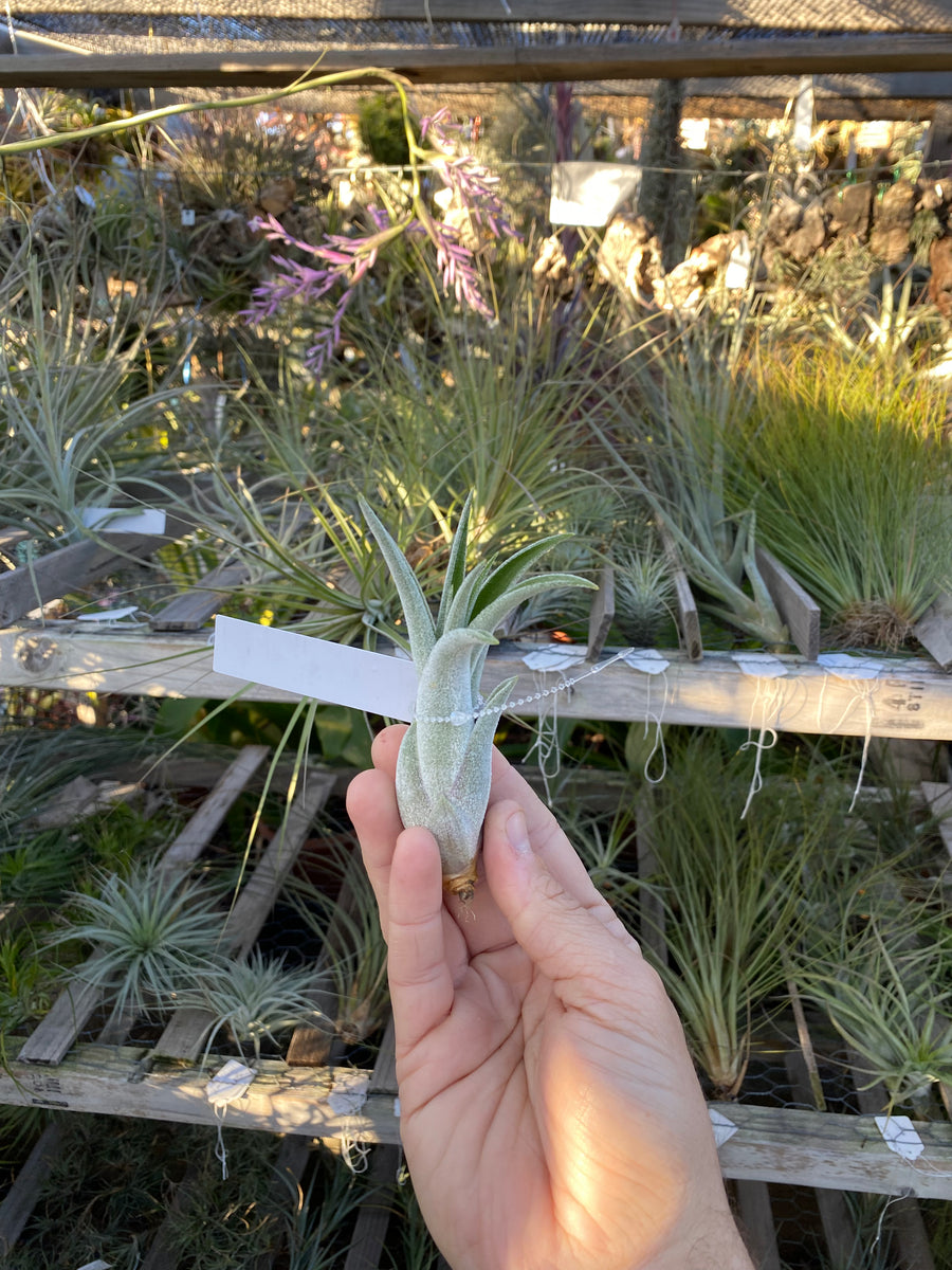 Tillandsia Bird Rock Symmetry (streptophylla x mitlaensis) – Cuffel Farms